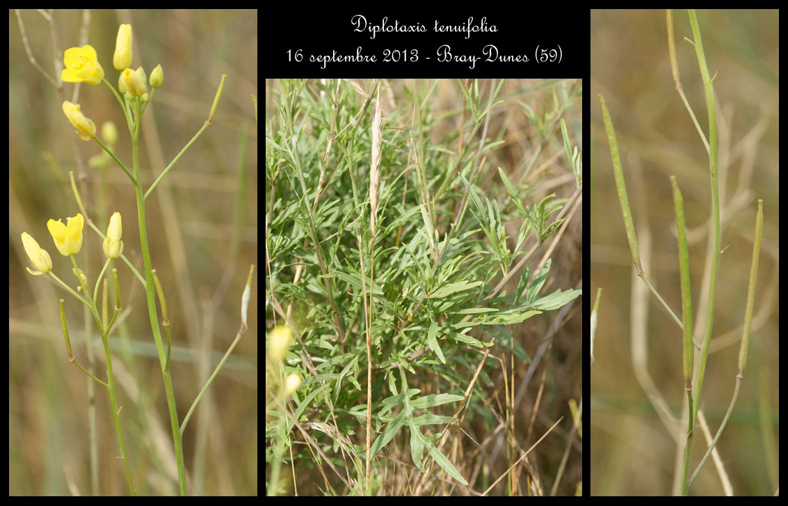 Diplotaxis tenuifolia